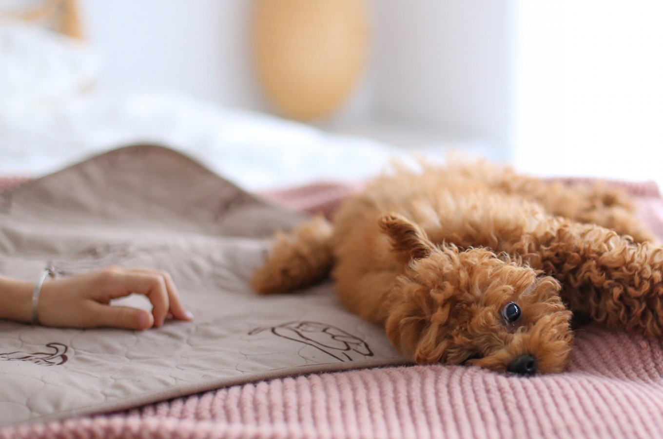 Puppy Pads – Reusable, Absorbent & Machine washable