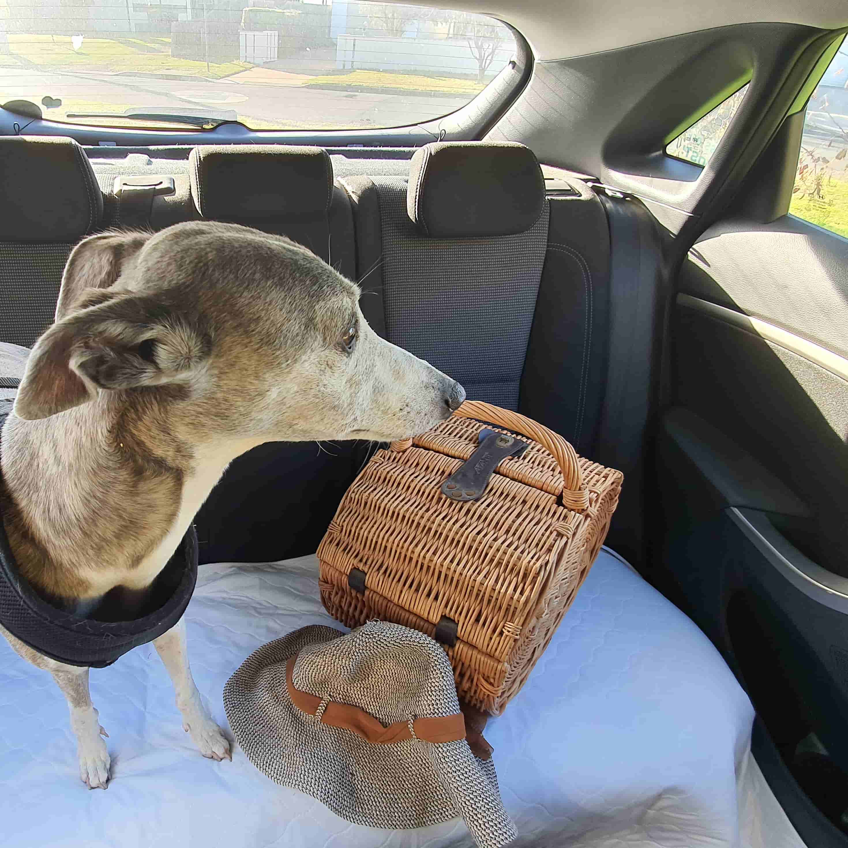 Paws on the Go